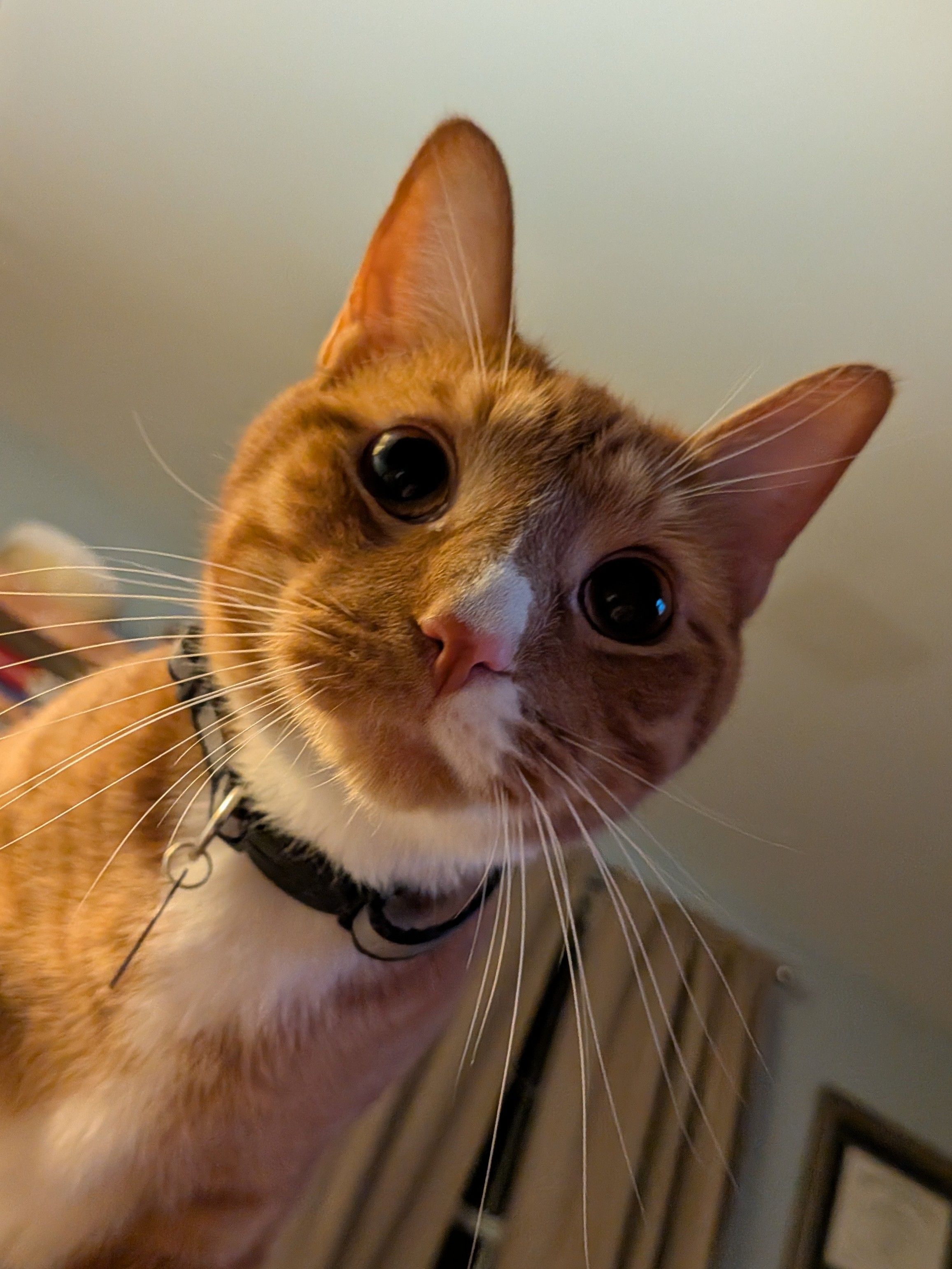 Cheeto - The Firm's Chief Morale Officer - Ryan P. Smith Law, PLC