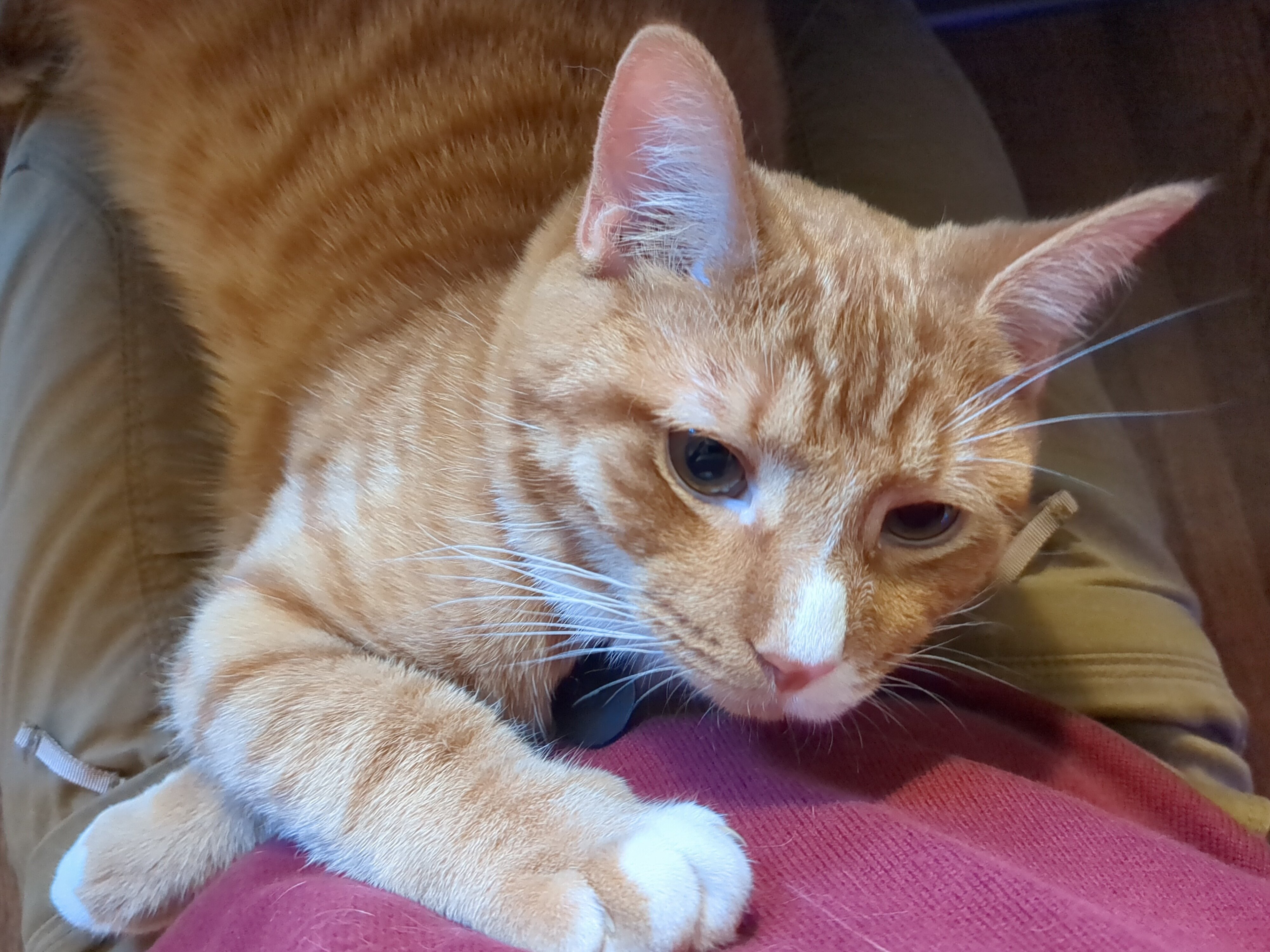 Cheeto - Chief Morale Officer - Ryan P. Smith Law, PLC